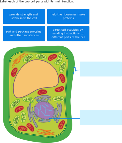 IXL | Plant cell diagrams: label parts | 7th grade science