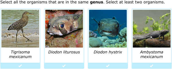 IXL | Use scientific names to classify organisms | 7th grade science