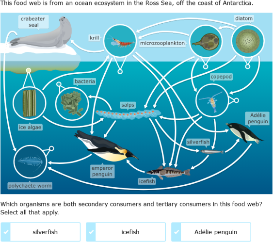IXL - Interpret an Antarctic food web (Biology practice)
