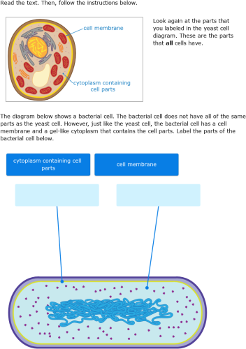 ixl-understanding-cells-7th-grade-science