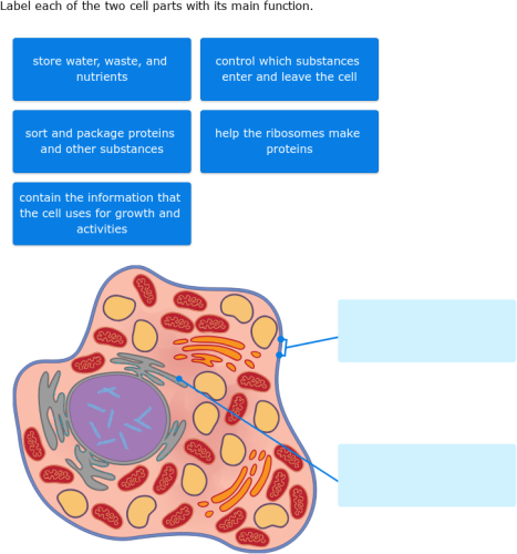 IXL | Animal cell diagrams: label parts | 8th grade science