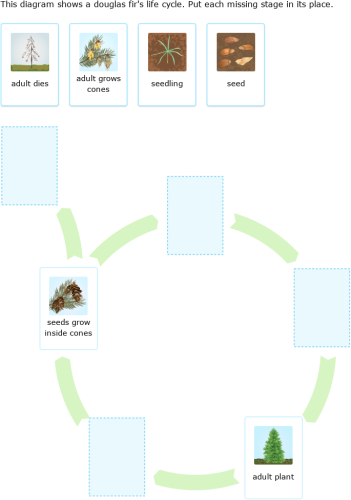 IXL | Describe and construct conifer life cycles | 4th grade science