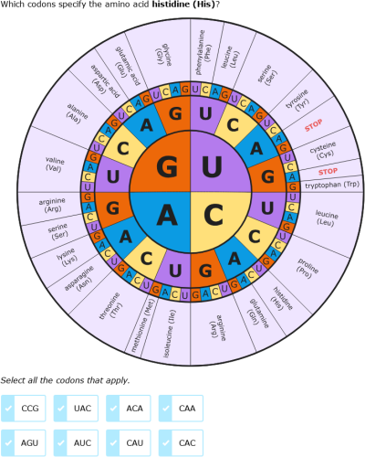 IXL - Read a codon wheel (Biology practice)