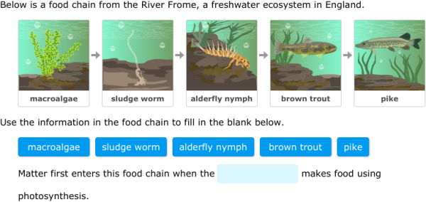 IXL | How does matter move in food chains? | 6th grade science