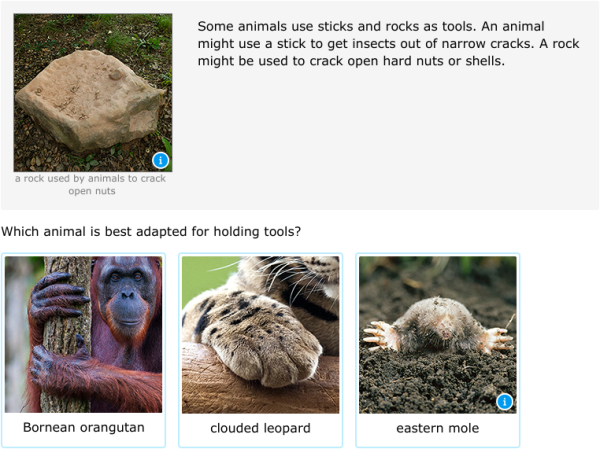 IXL | Animal adaptations: feet and limbs | 5th grade science