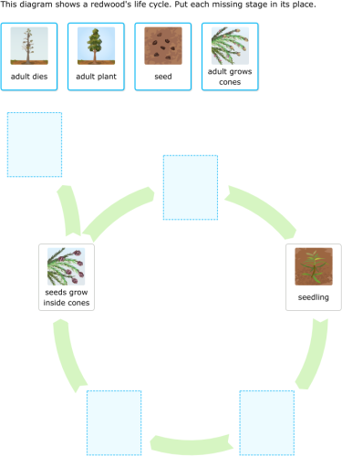 IXL | Describe and construct conifer life cycles | 4th grade science