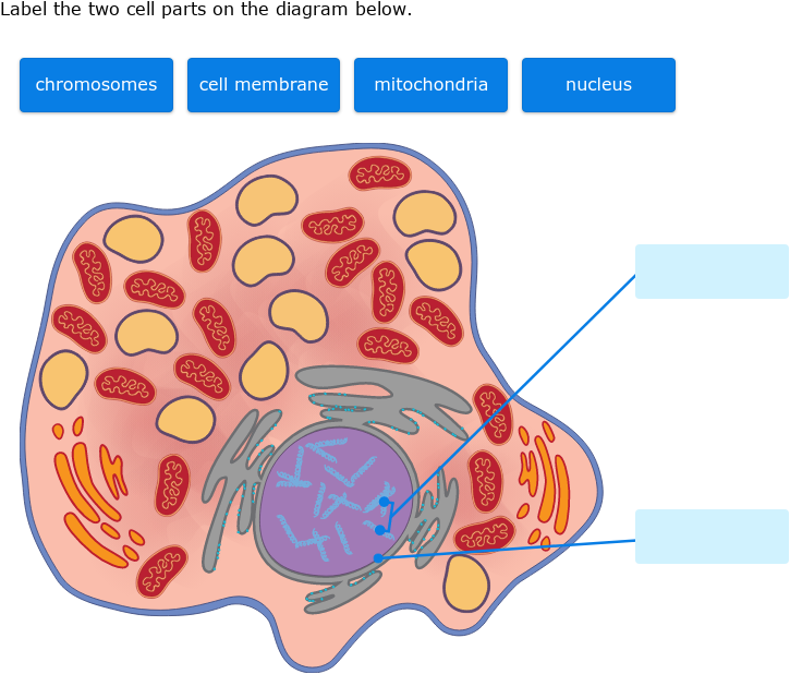 Chromosomes In Animal Cells