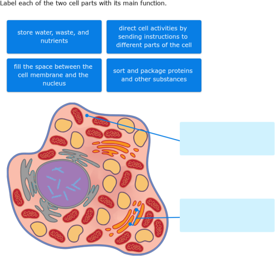 Animal Cell Labeling