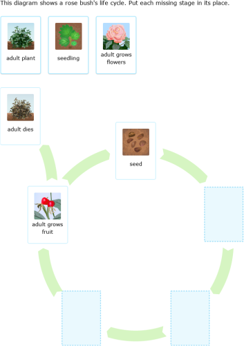 IXL | Read and construct flowering plant life cycle diagrams | 2nd ...