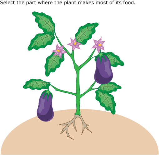 IXL | Identify plant parts and their functions | 4th grade science