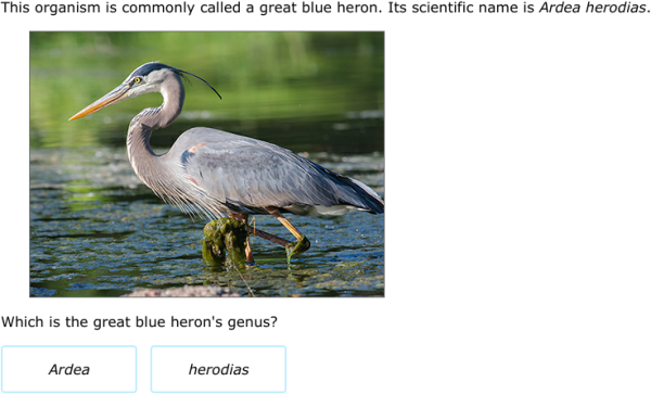 IXL | Identify common and scientific names | 6th grade science