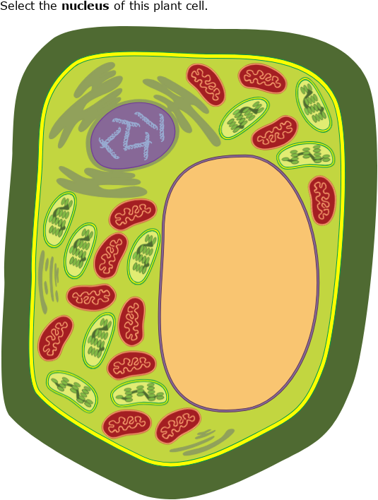 Labeled Plant Cell Diagram