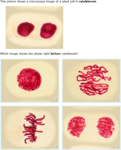 IXL - Identify phases of mitosis and the cell cycle in plant cells ...