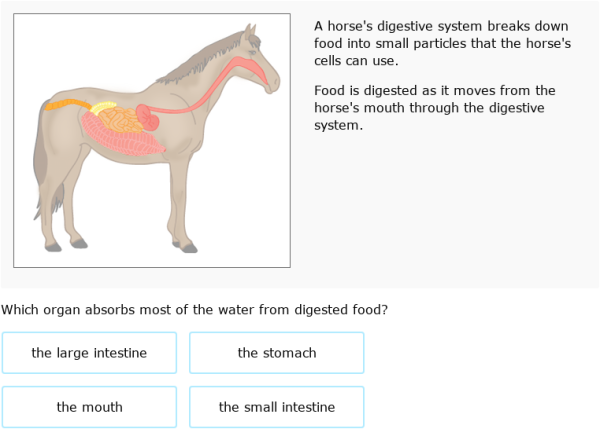 IXL | Body systems: digestion | 7th grade science