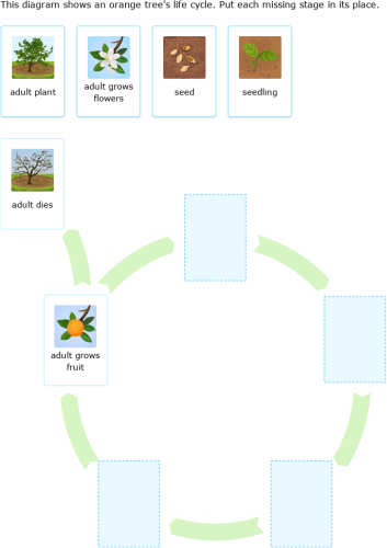 IXL | Describe and construct flowering plant life cycles | 4th grade ...