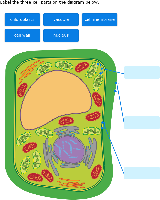 Plant Cell Diagram Labeled Grade 8