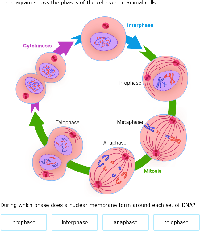 Mitosis Diagram