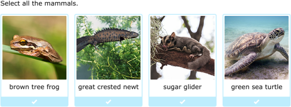 IXL | Identify mammals, birds, fish, reptiles, and amphibians | 3rd ...