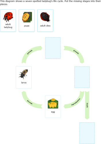 IXL | Construct animal life cycle diagrams | 2nd grade science