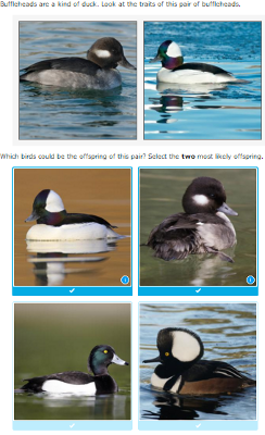 IXL - Match offspring to parents using inherited traits (5th grade ...