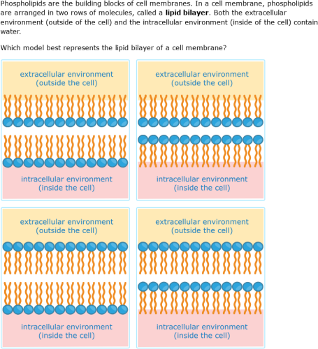 IXL - Structure and function: lipids (Biology practice)