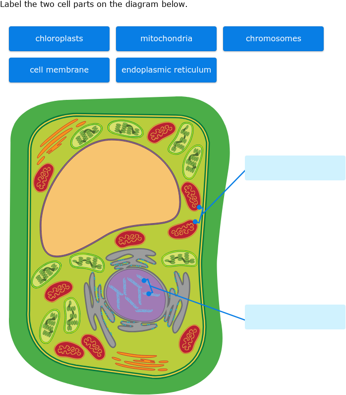 Animal Cell Diagram 7th Grade