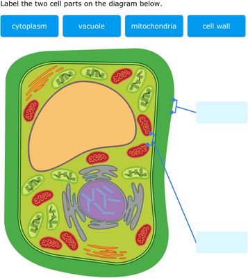 IXL - Label parts of plant cells (4th grade science practice)