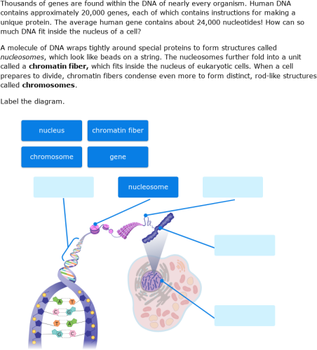 IXL - Introduction to the genetic code (Biology practice)