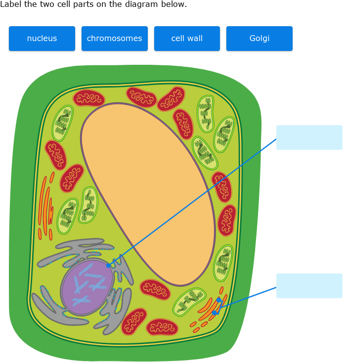 Animal Cell Diagram 6th Grade