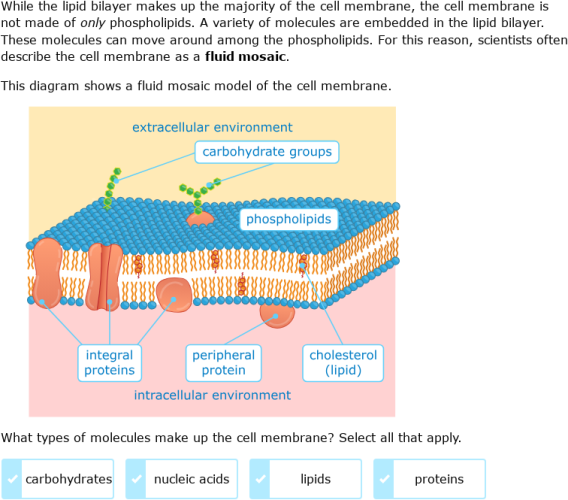 IXL - Structure and function of the cell membrane (Biology practice)