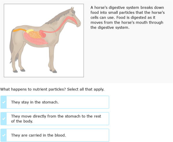 IXL | Body systems: digestion | 5th grade science