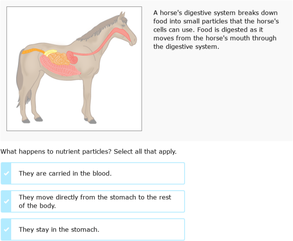 IXL | Body systems: digestion | 4th grade science