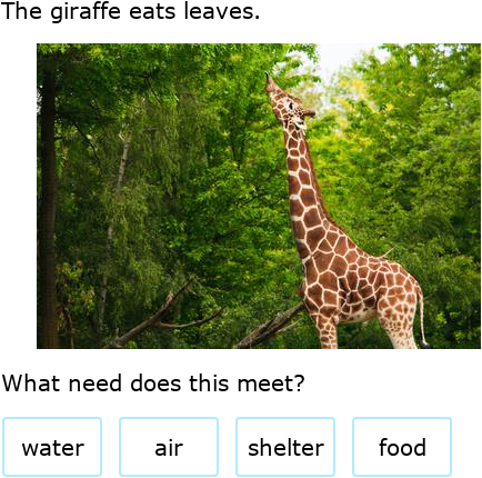 IXL | What do animals need to survive? | 1st grade science
