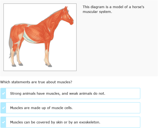 IXL | Body systems: support and locomotion | 7th grade science