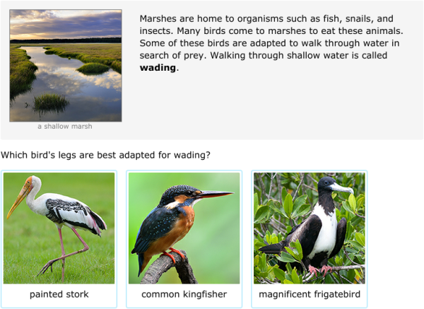 IXL | Animal adaptations: feet and limbs | 4th grade science