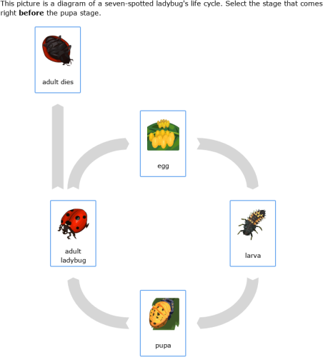 IXL | Read animal life cycle diagrams | 2nd grade science