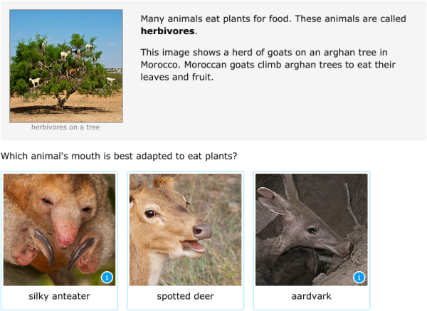 IXL | Animal adaptations: beaks, mouths, and necks | 5th grade science