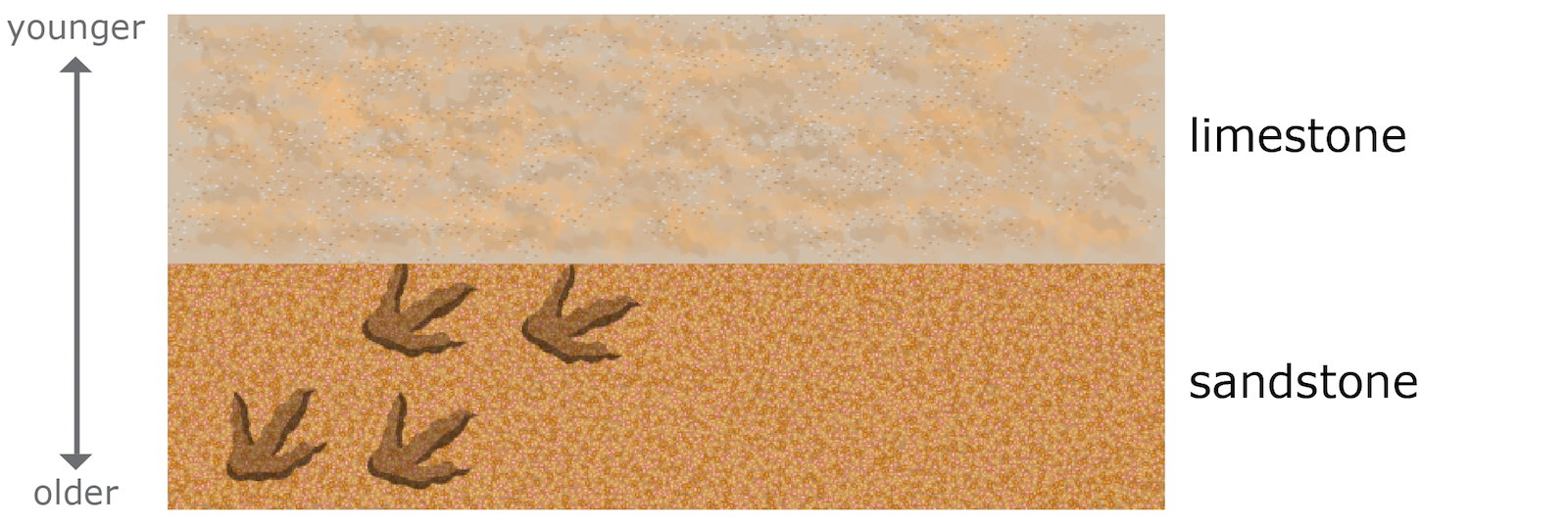 Sedimentary Rock Layers With Fossils