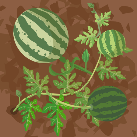 Watermelon Flower Diagram